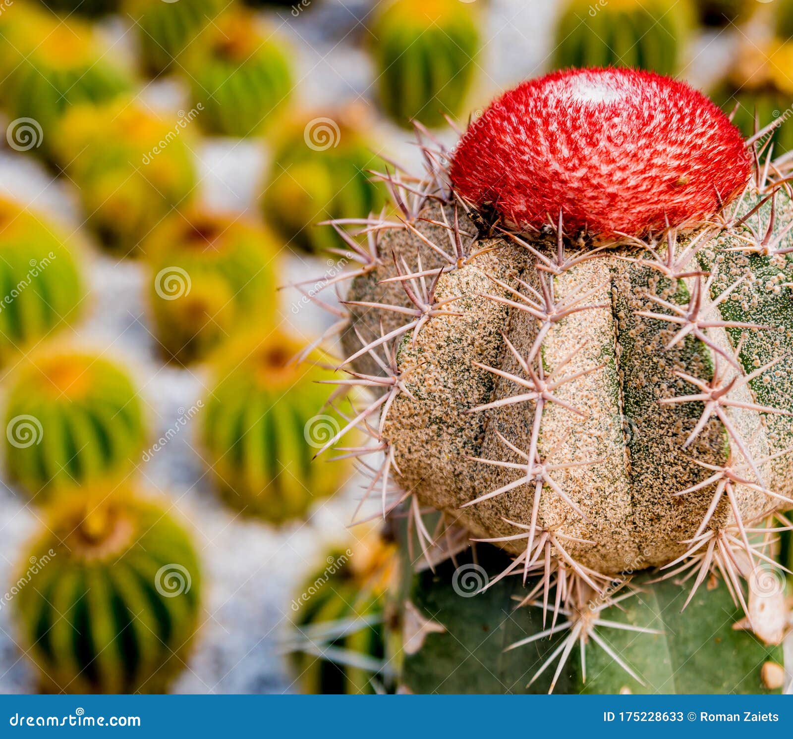 Beautiful Macro Shots of Prickly Cactus. Background and Textures Stock ...