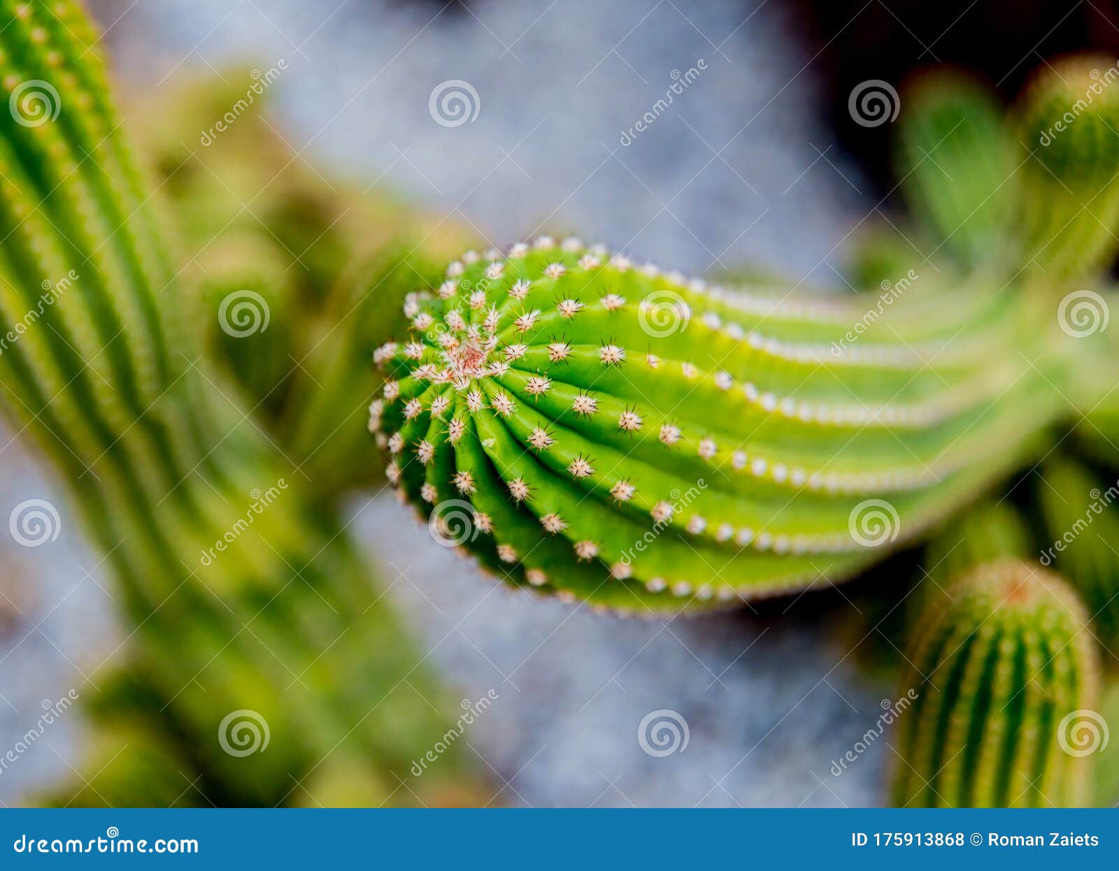 Beautiful Macro Shots of Prickly Cactus. Background and Textures Stock ...
