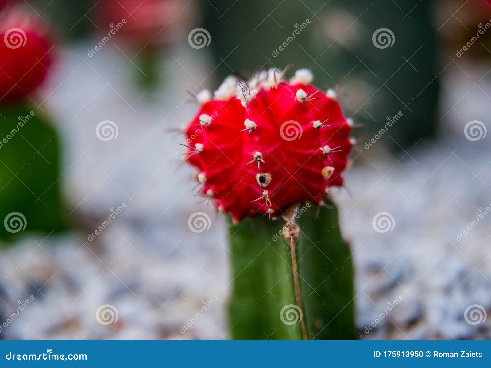 Beautiful Macro Shots of Prickly Cactus. Background and Textures Stock ...