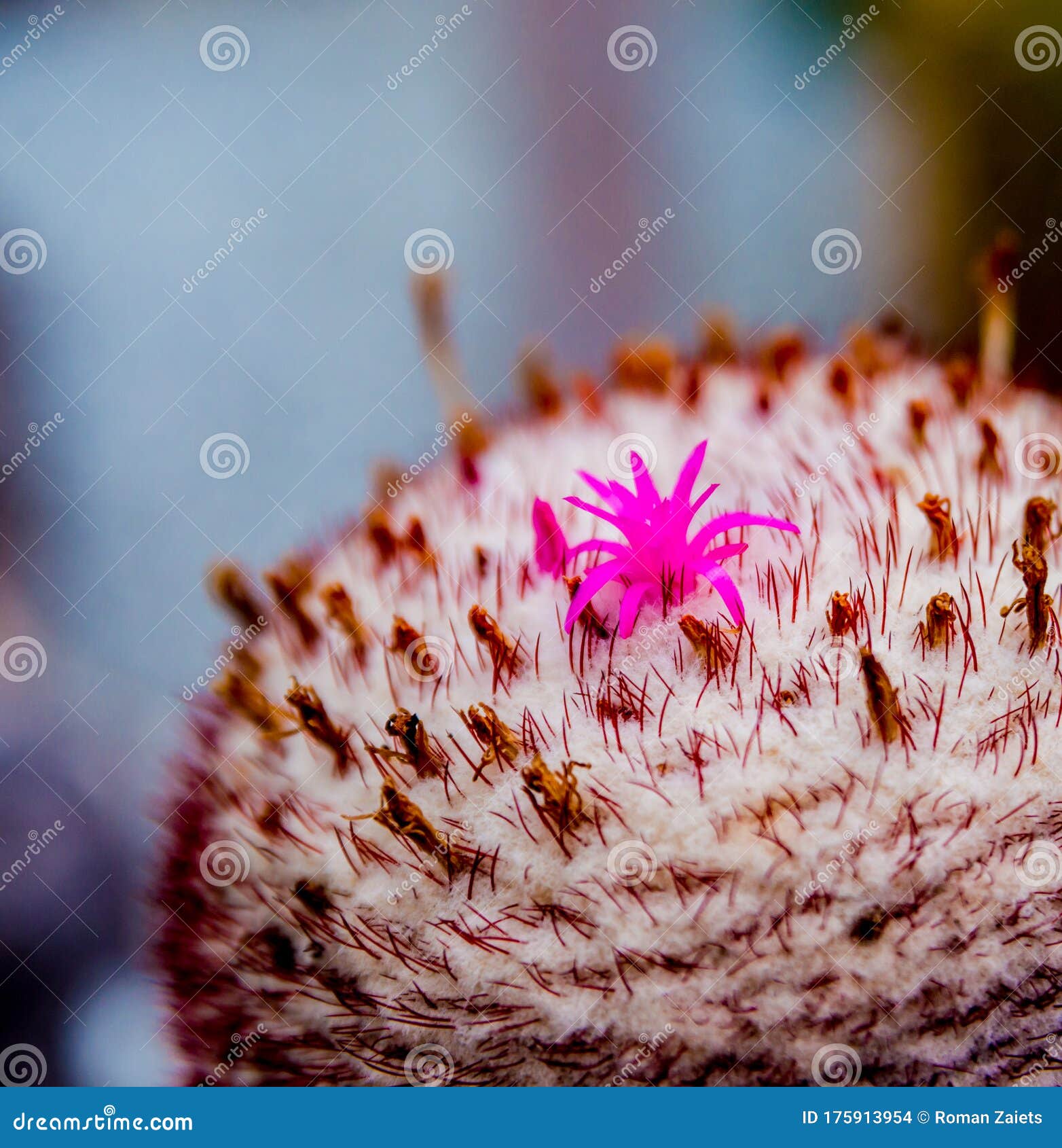Beautiful Macro Shots of Prickly Cactus. Background and Textures Stock ...