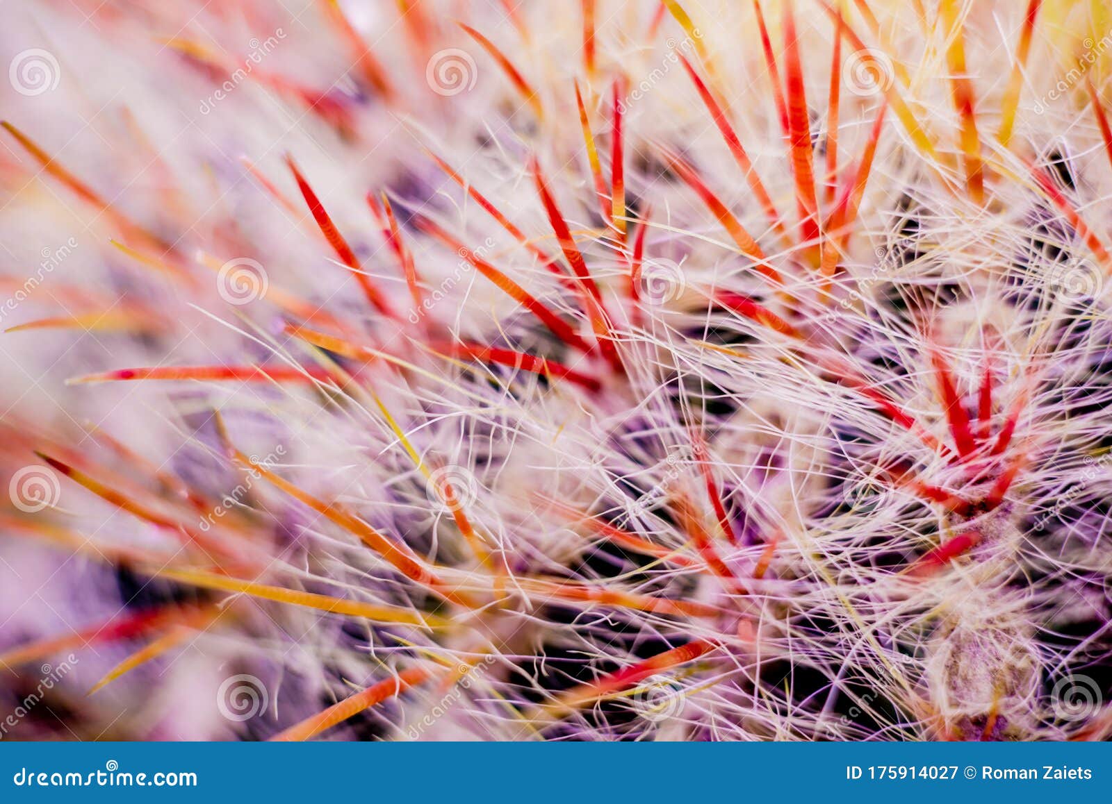 Beautiful Macro Shots of Prickly Cactus. Background and Textures Stock ...