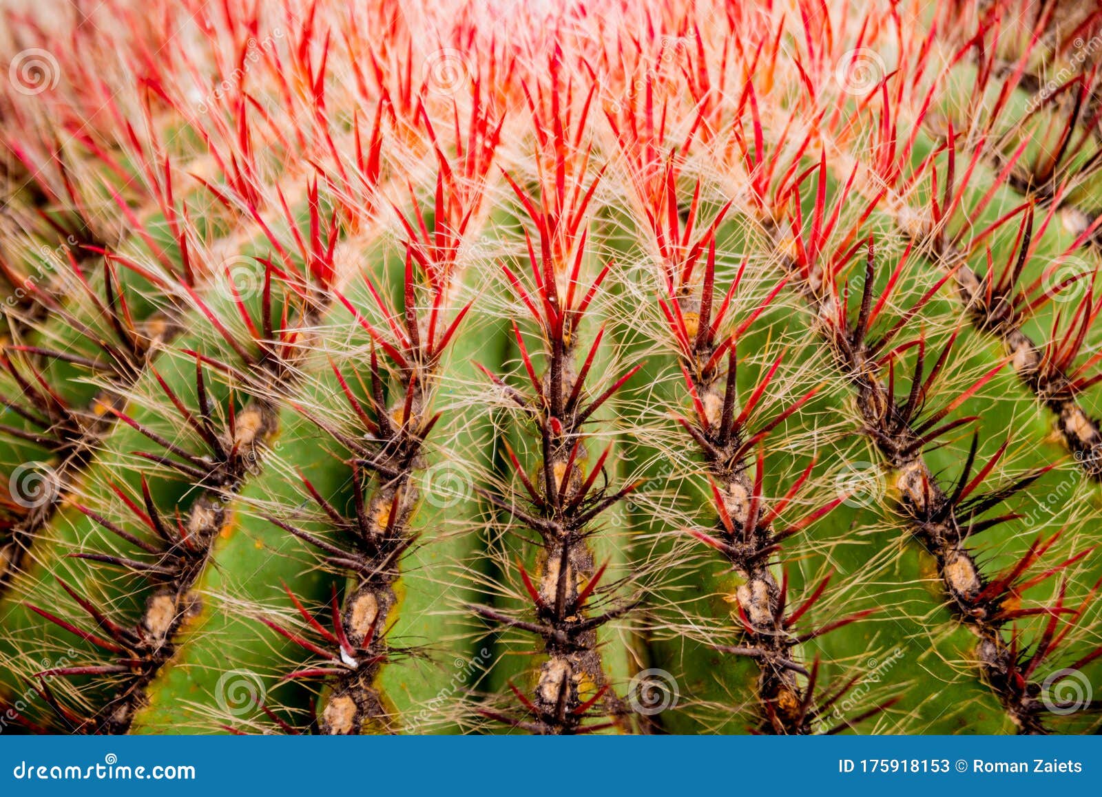 Beautiful Macro Shots of Prickly Cactus. Background and Textures Stock ...