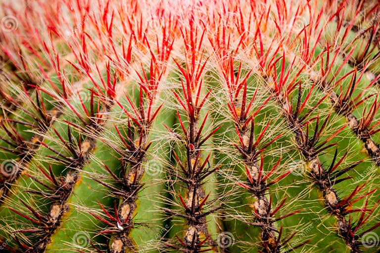 Beautiful Macro Shots of Prickly Cactus. Background and Textures Stock ...