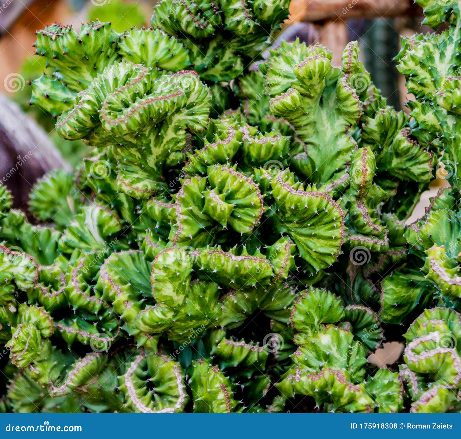 Beautiful Macro Shots of Prickly Cactus. Background and Textures Stock ...