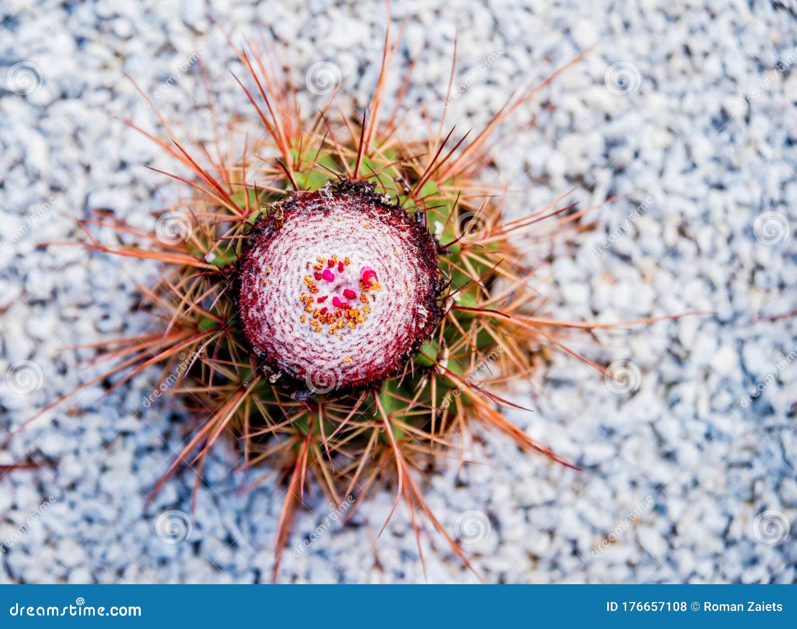 Beautiful Macro Shots of Prickly Cactus. Background and Textures Stock ...