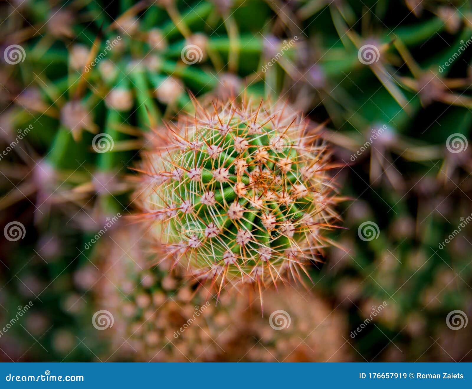 Beautiful Macro Shots of Prickly Cactus. Background and Textures Stock ...
