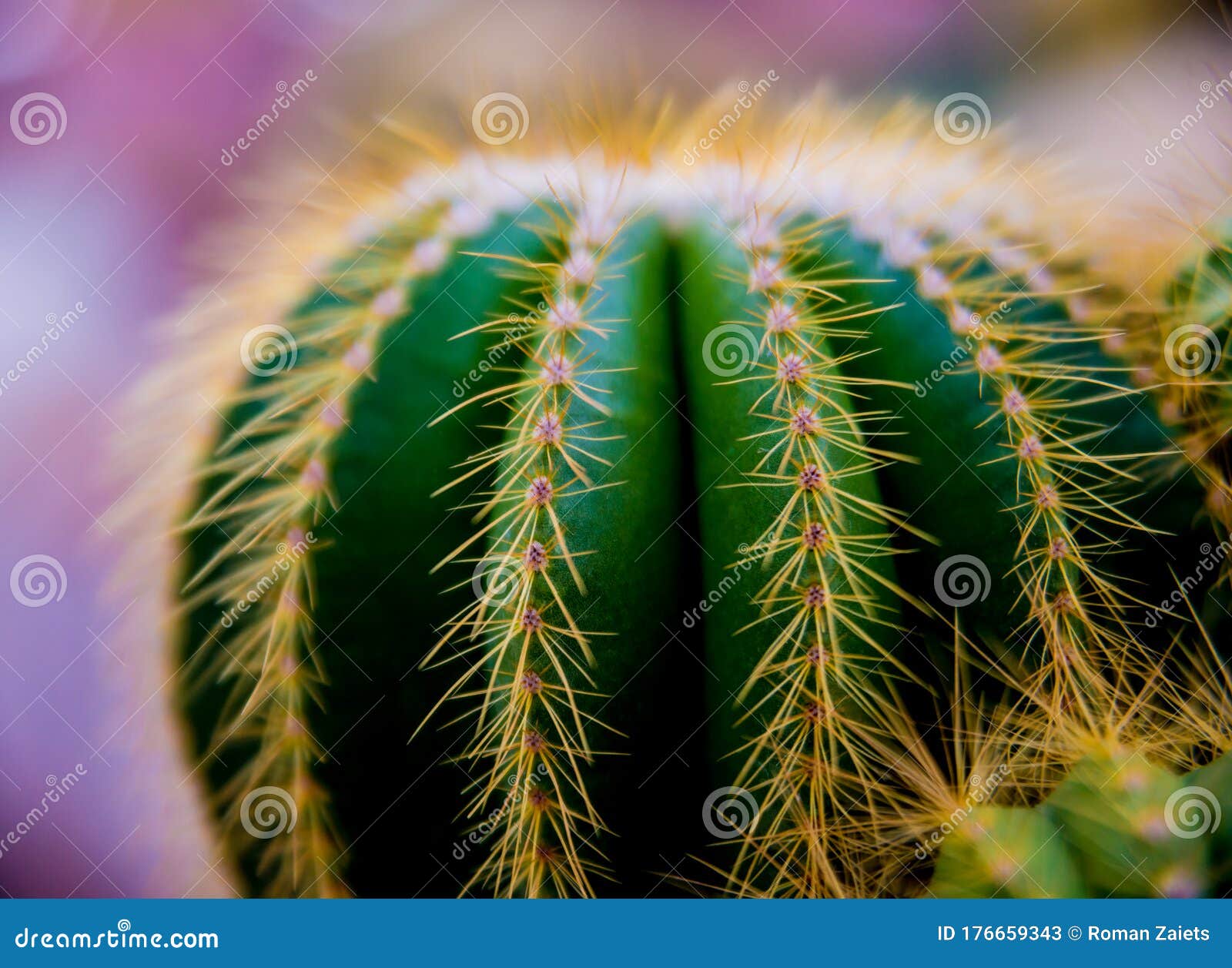 Beautiful Macro Shots of Prickly Cactus. Background and Textures Stock ...