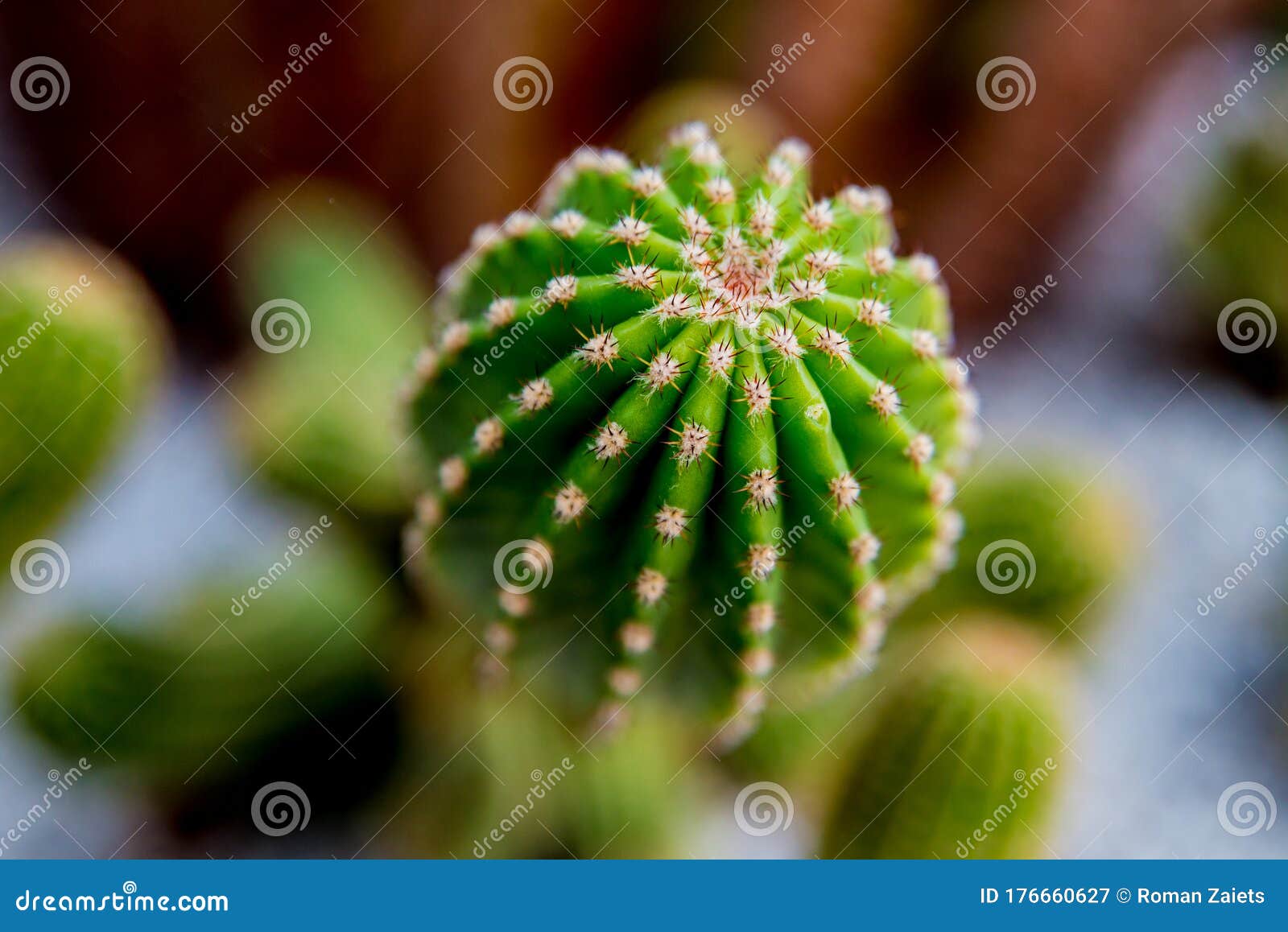 Beautiful Macro Shots of Prickly Cactus. Background and Textures Stock ...