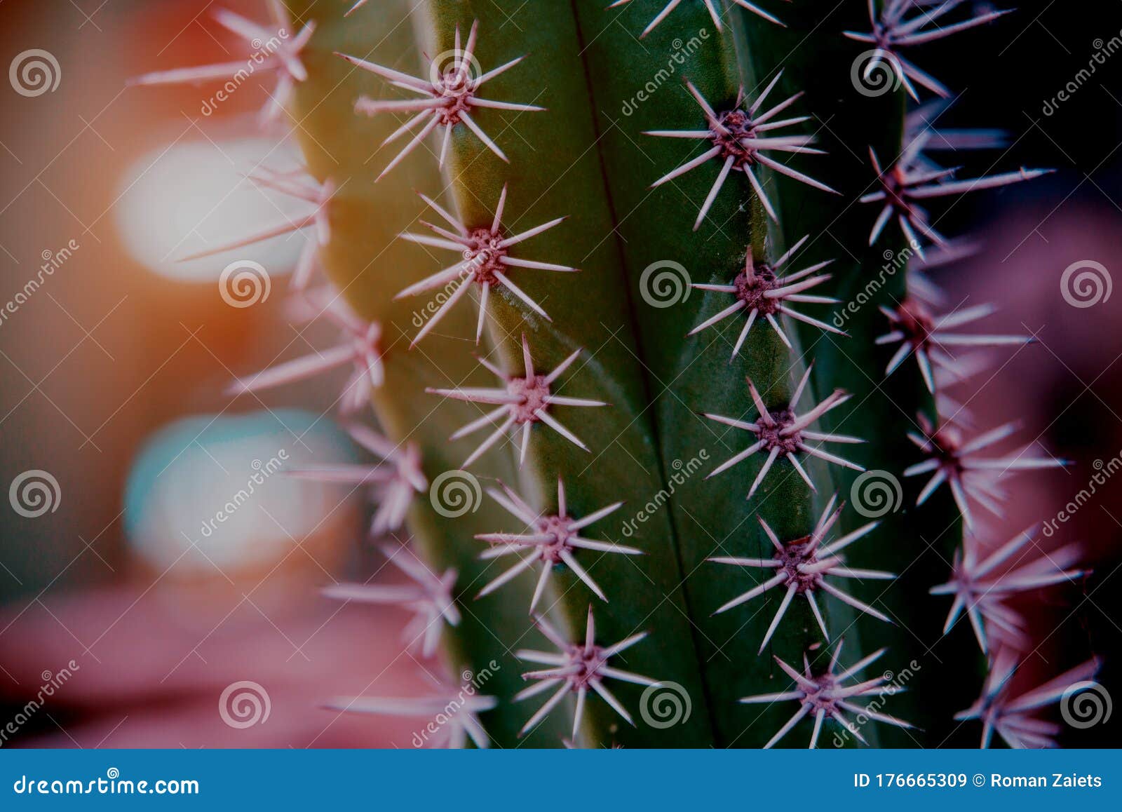 Beautiful Macro Shots of Prickly Cactus. Background and Textures Stock ...