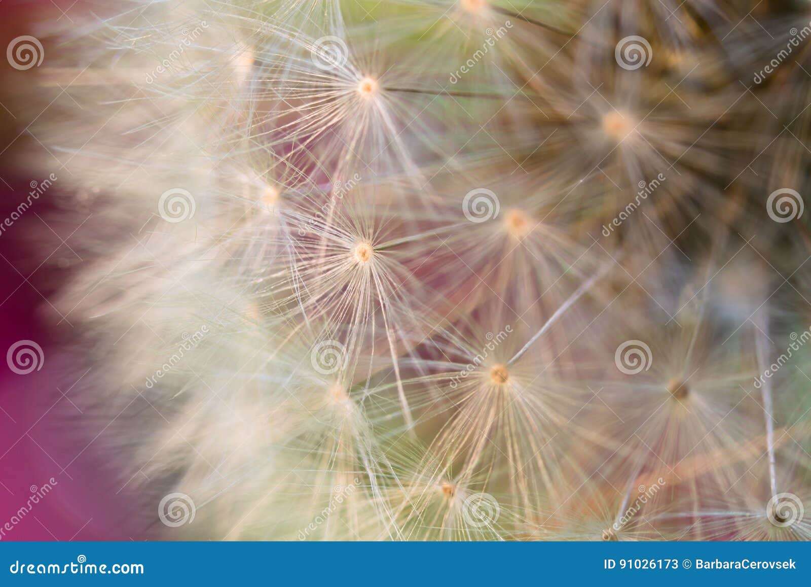 Beautiful Macro Soft Pistils of Dandelion Highlighted Texture Pattern ...