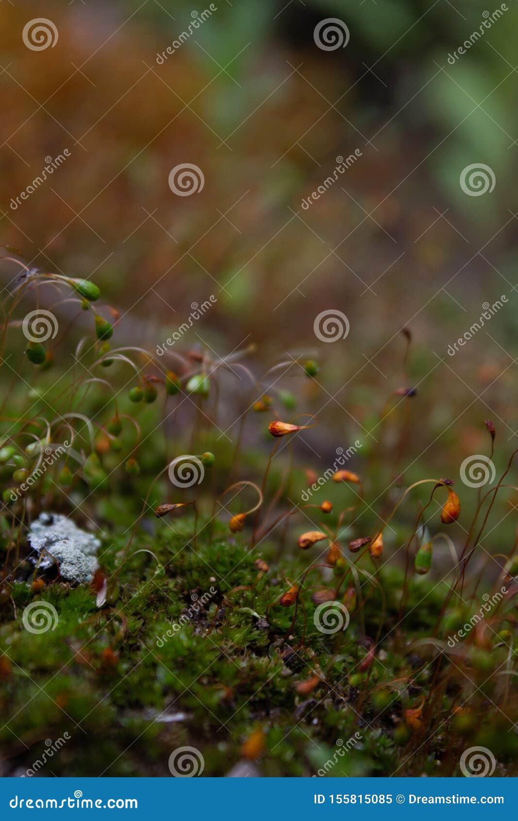 Beautiful Macro of Spores Nature Stock Image - Image of outdoor, green ...