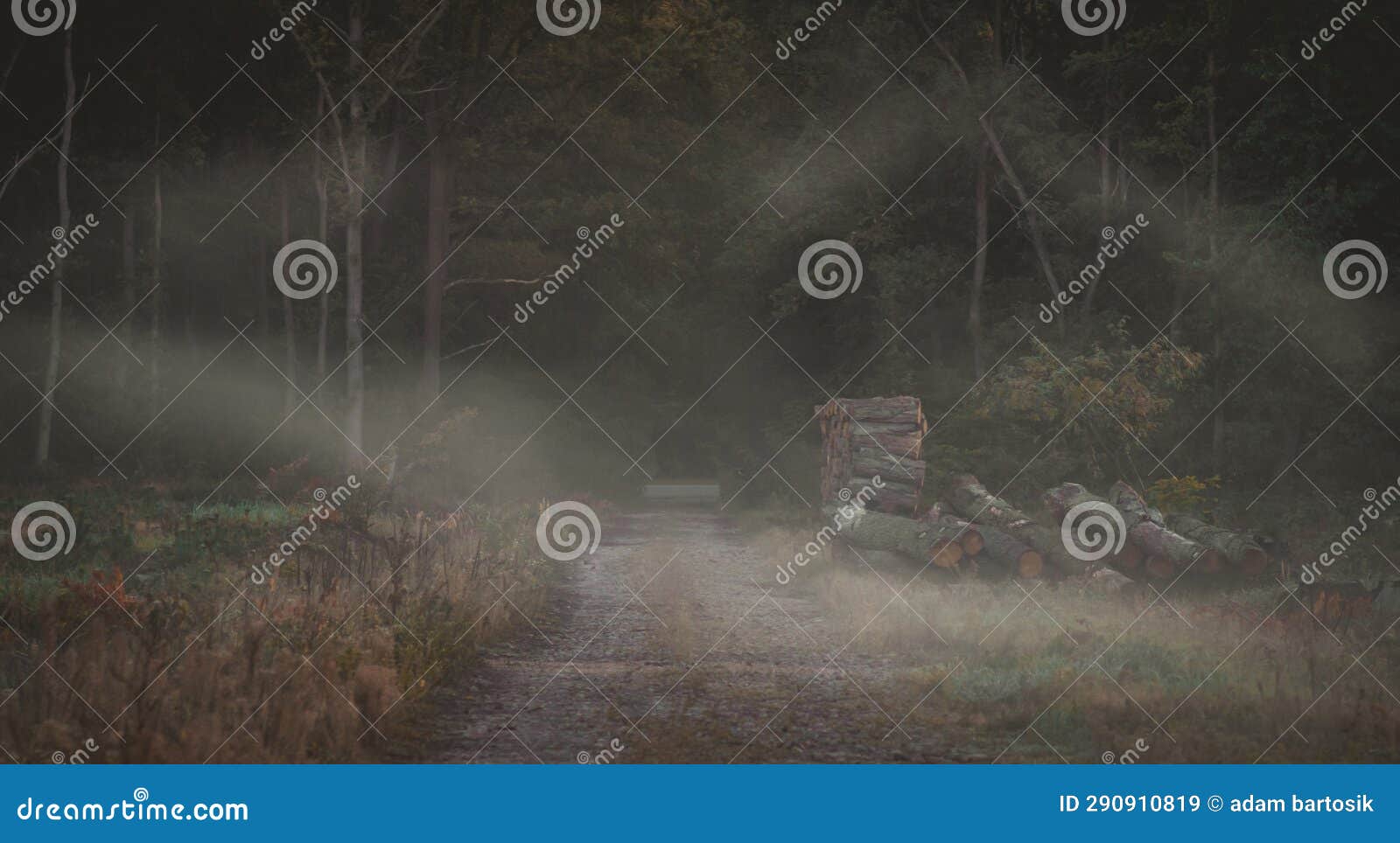 Dancing Fog in the Forest in the Morning Stock Image - Image of forest ...