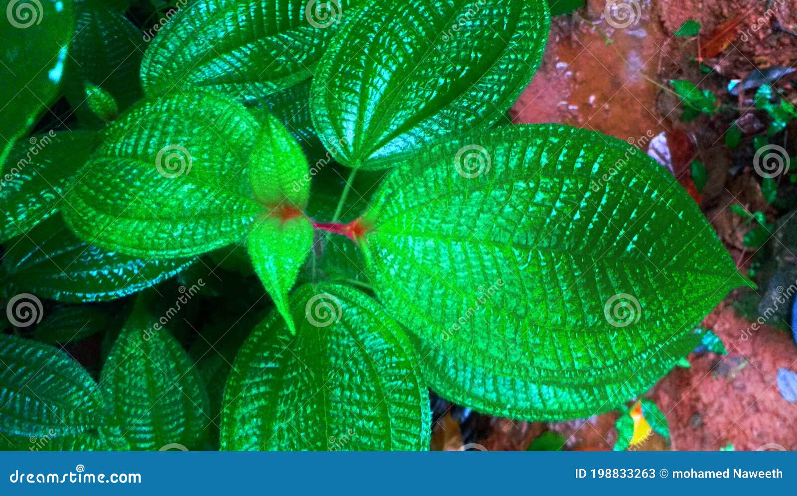 Beautiful Magic Leaves, Green Leaves Stock Image - Image of ...