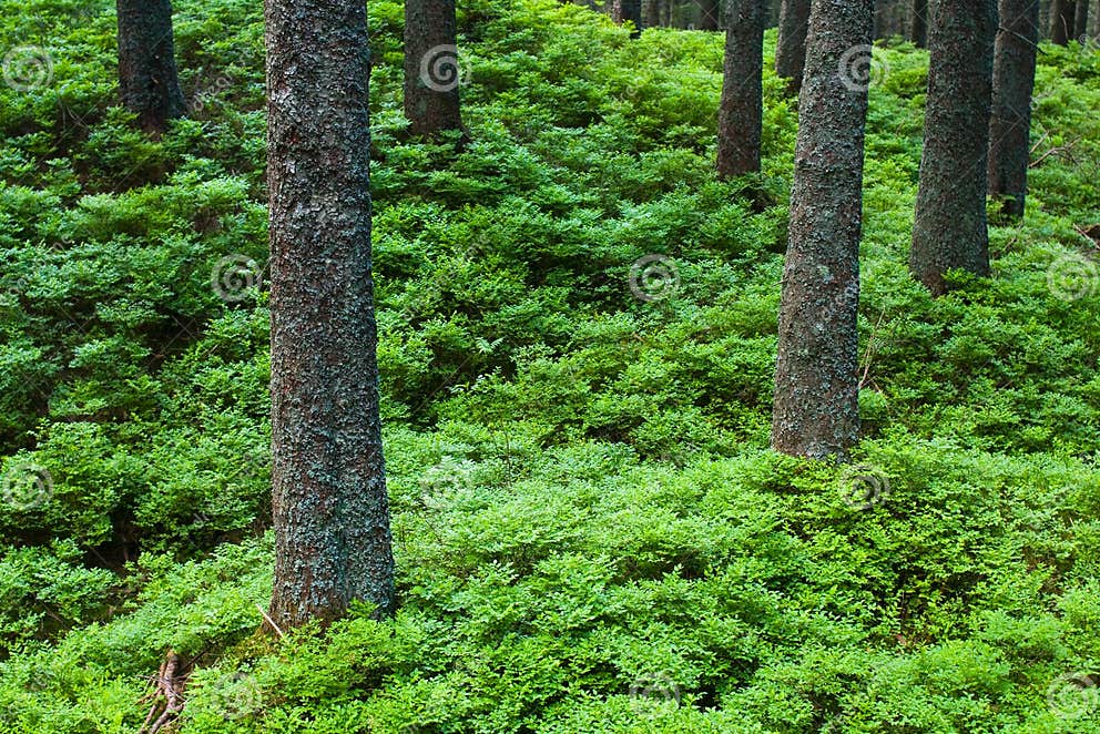 Beautiful magic woods stock image. Image of beauty, beech - 33087117