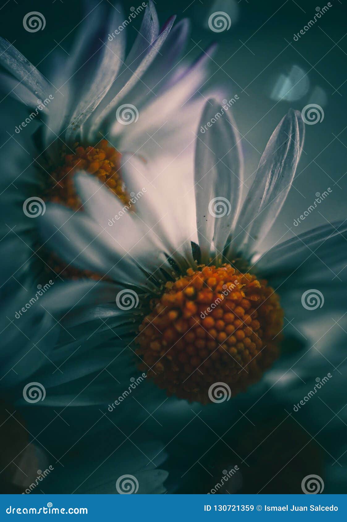 Beautiful and Magical Daisy for Decoration Stock Image - Image of ...