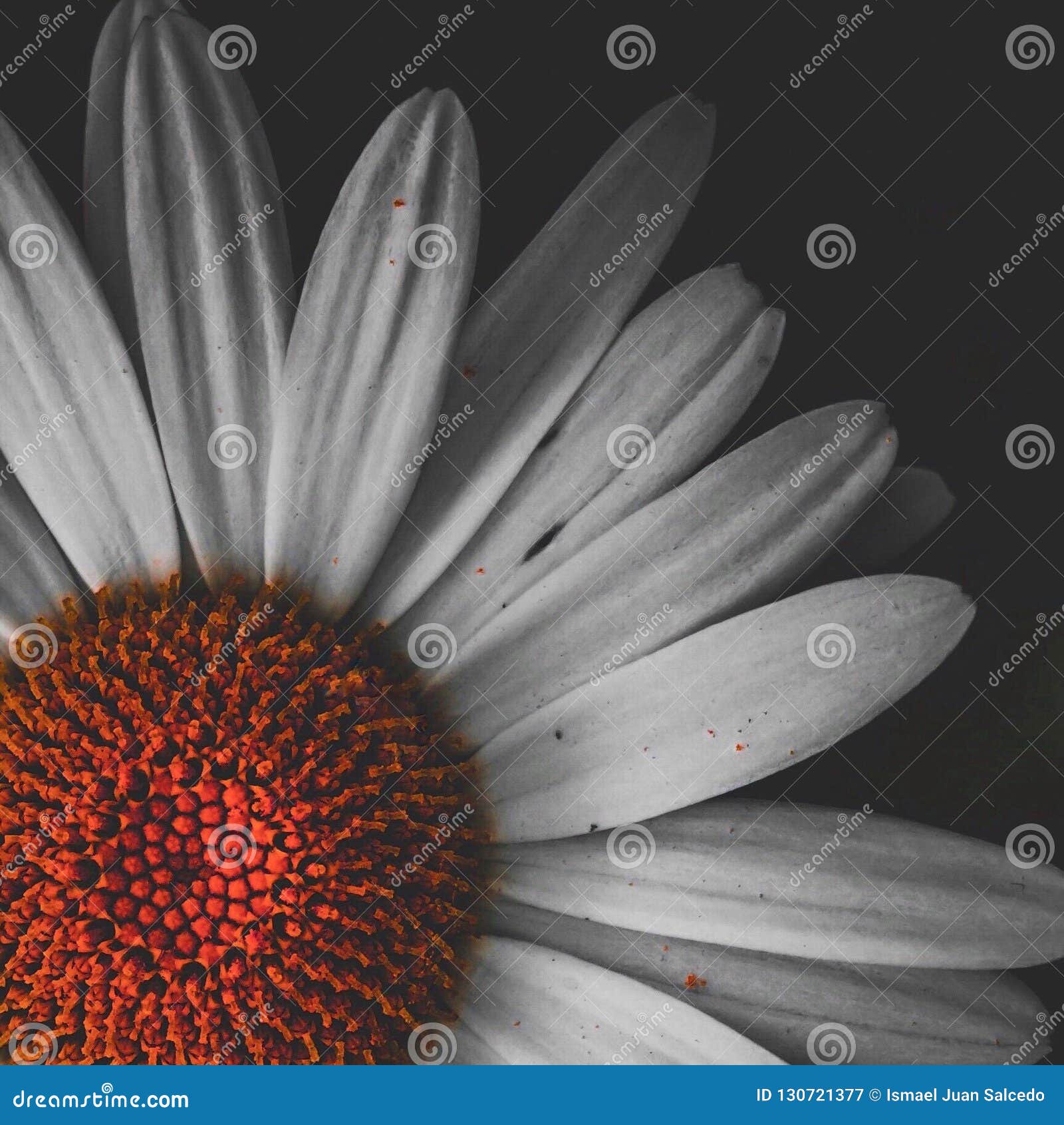 Beautiful and Magical Daisy for Decoration Stock Image - Image of ...