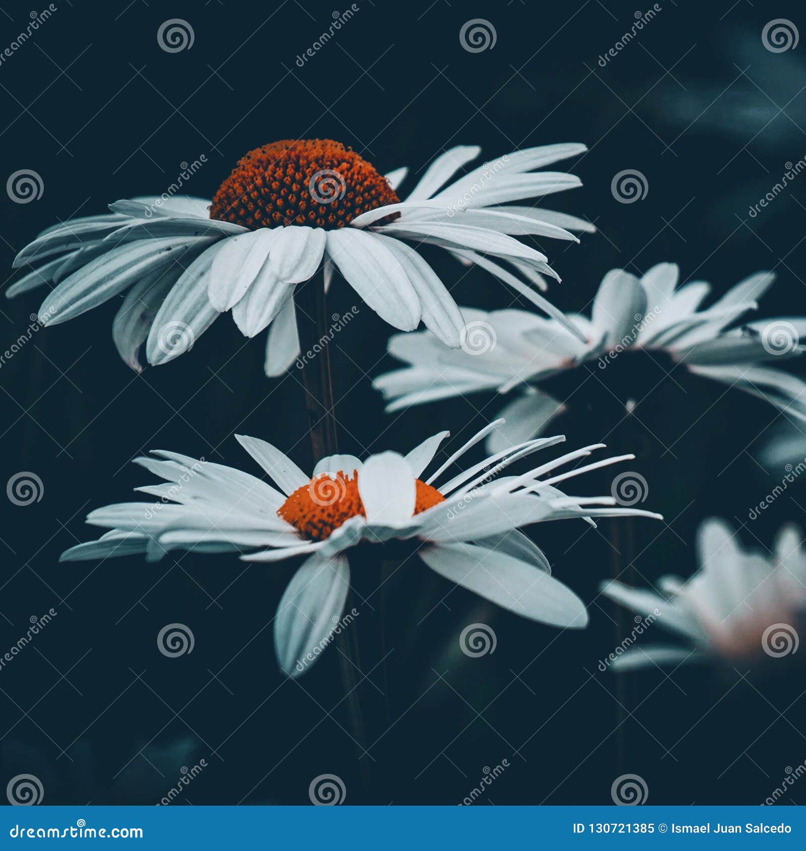 Beautiful and Magical Daisy for Decoration Stock Image - Image of ...