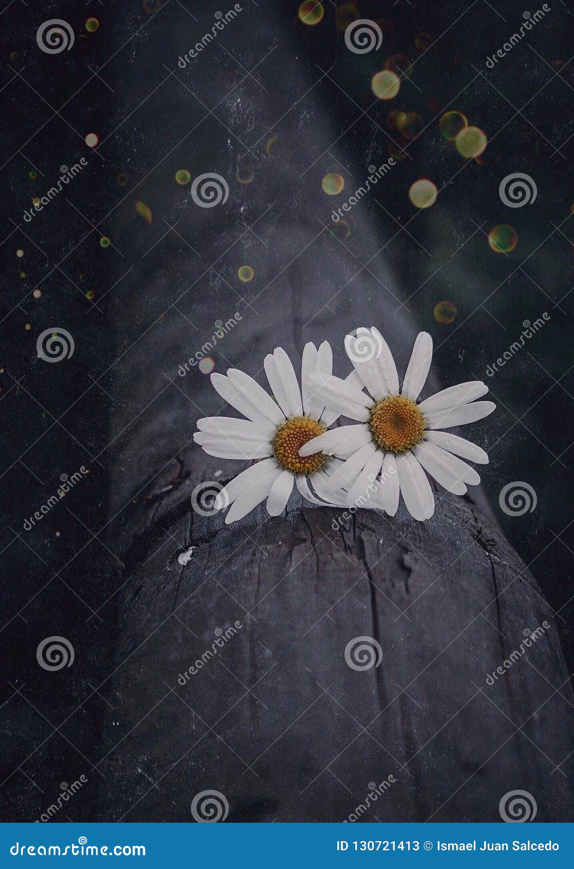 Beautiful and Magical Daisy for Decoration Stock Image - Image of fresh ...
