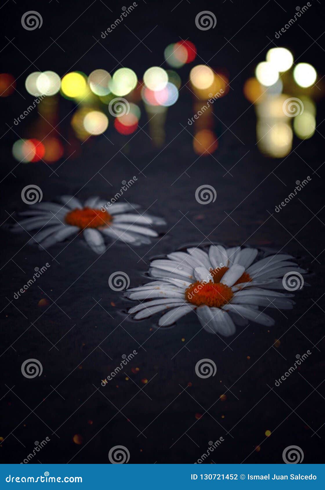 Beautiful and Magical Daisy for Decoration Stock Photo - Image of ...