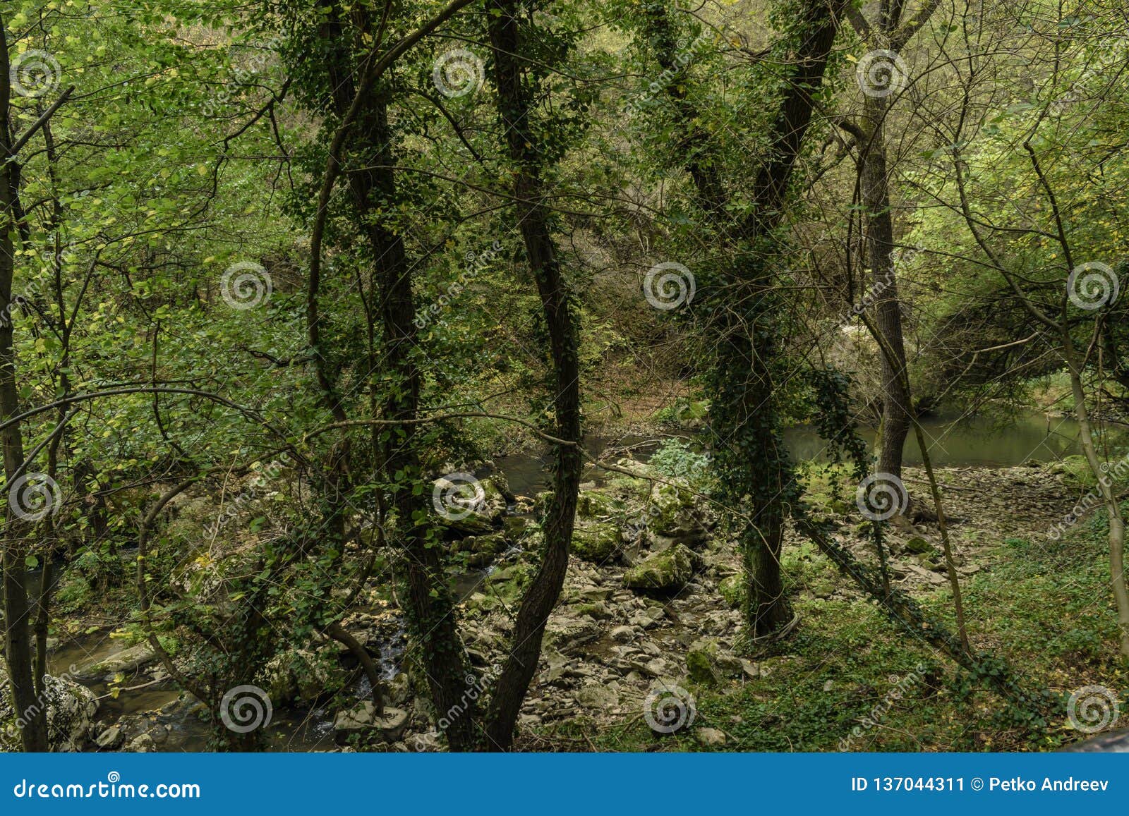 Beautiful and Magical Forest at the Foot of the Balkan. Stock Image ...