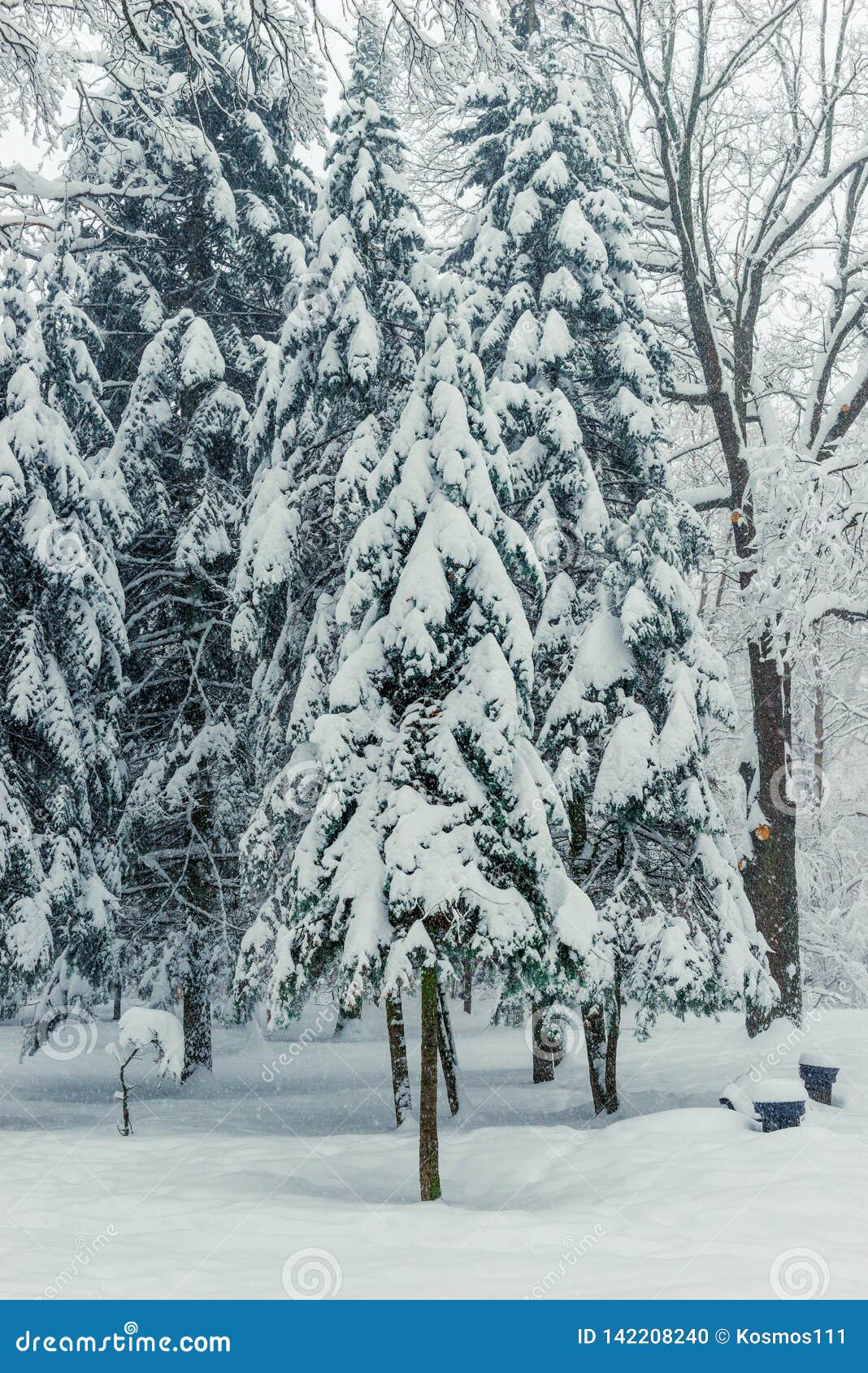 Beautiful Magical Forest after a Snowfall in the Winter Day Ate Stock ...