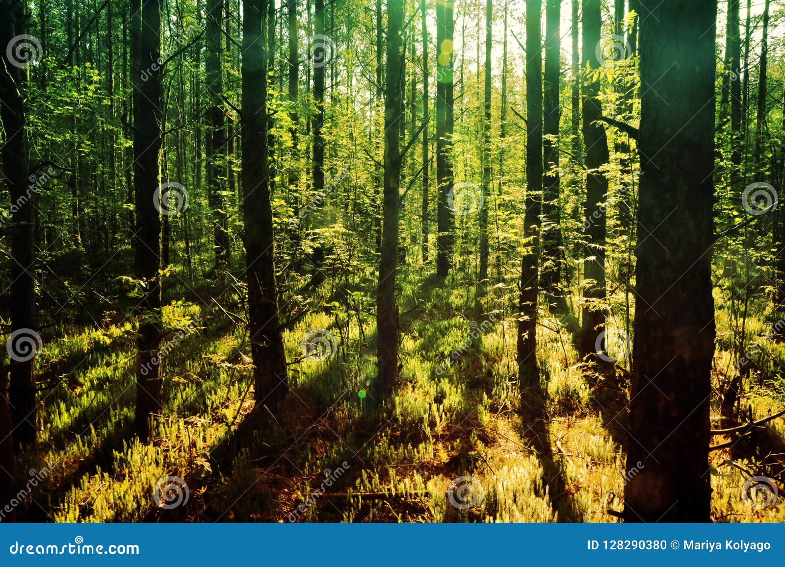 Beautiful Magical Forest in Sun Rays at Dawn. Stock Photo - Image of ...