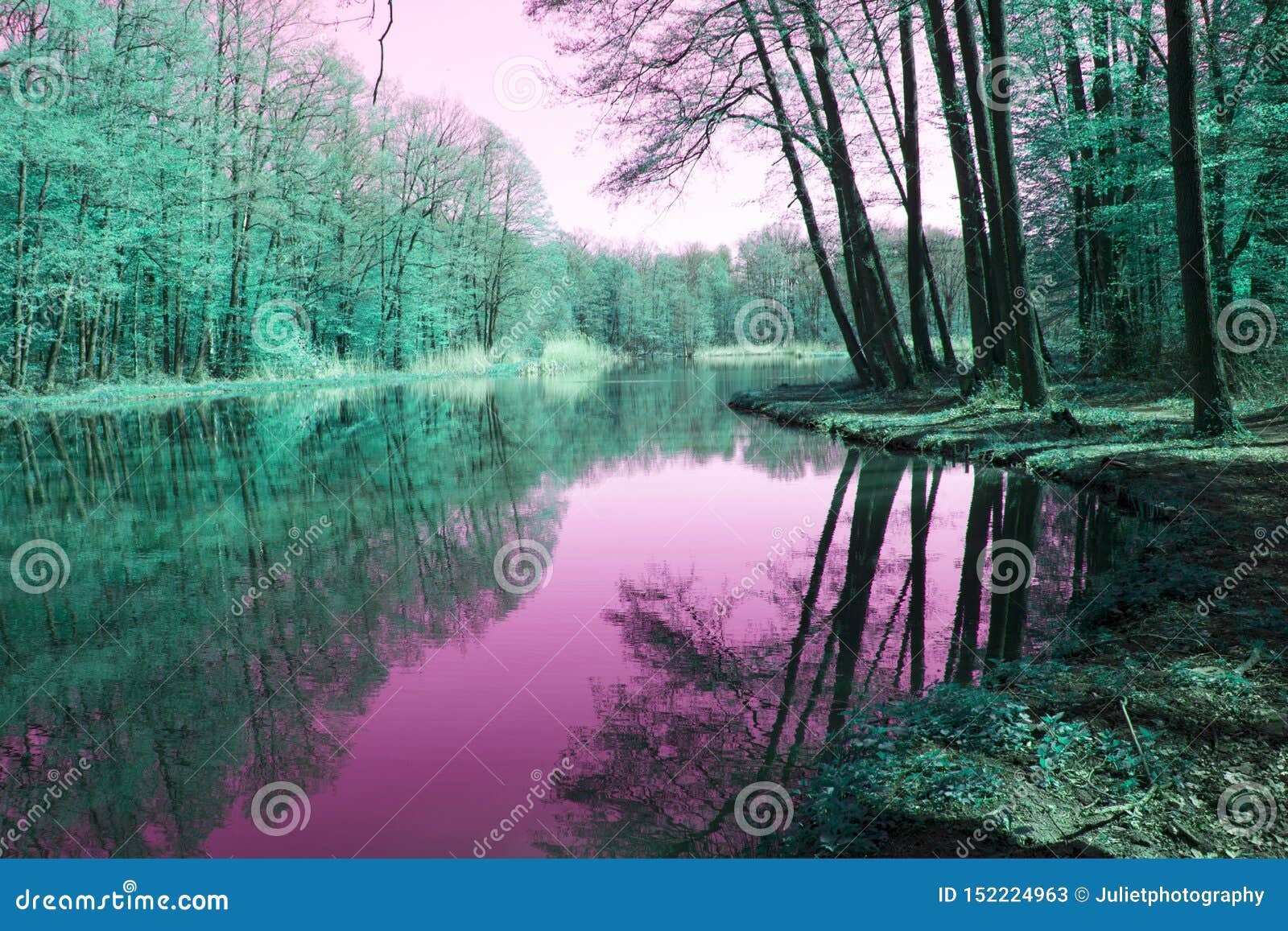 Beautiful, Magical Forest with Water Stock Image - Image of branches ...