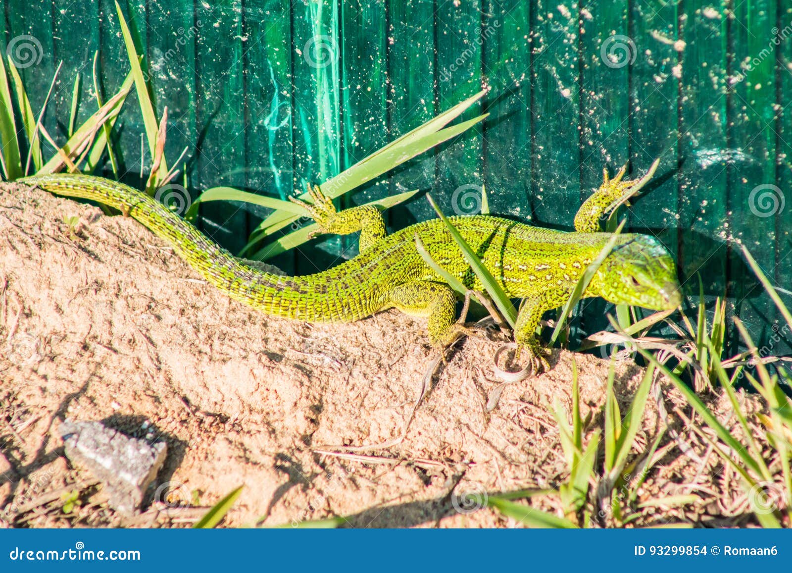 Beautiful Magical Green Lizard in the Spring on the Sun Close. Stock ...