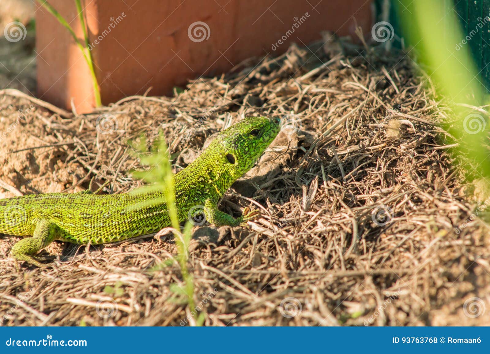 Beautiful Magical Green Lizard in the Spring on the Sun Close. Stock ...