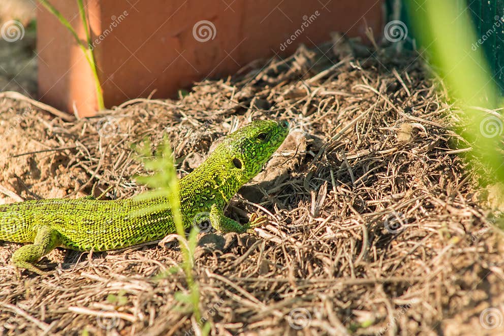 Beautiful Magical Green Lizard in the Spring on the Sun Close. Stock ...