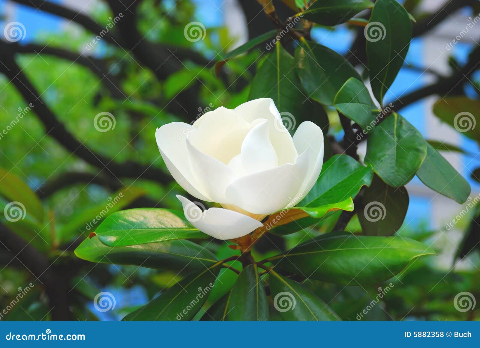 Beautiful magnolia stock photo. Image of botany, head - 5882358