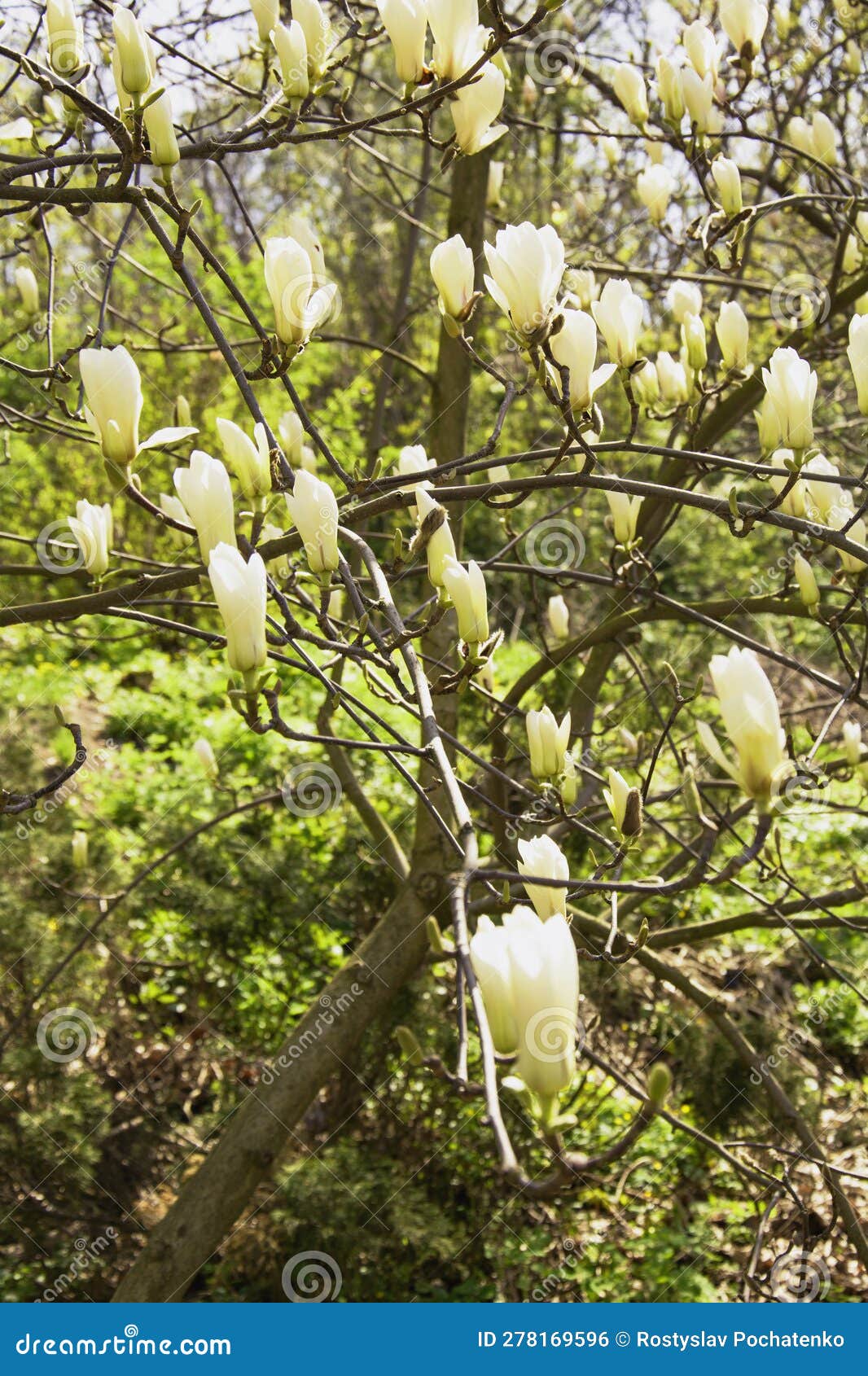 Beautiful Magnolia Buds in a Beautiful Park Stock Photo - Image of ...