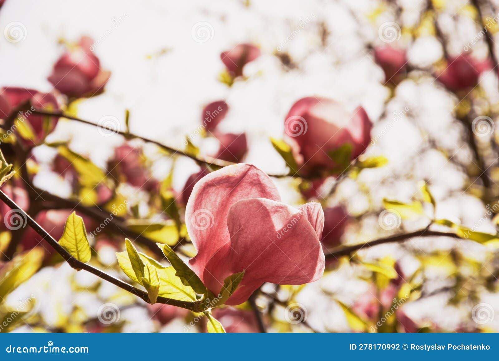 Beautiful Magnolia Buds in a Beautiful Park Stock Photo - Image of ...