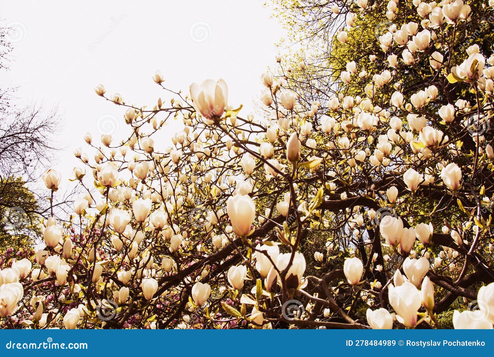 Beautiful Magnolia Buds in a Beautiful Park Stock Image - Image of ...