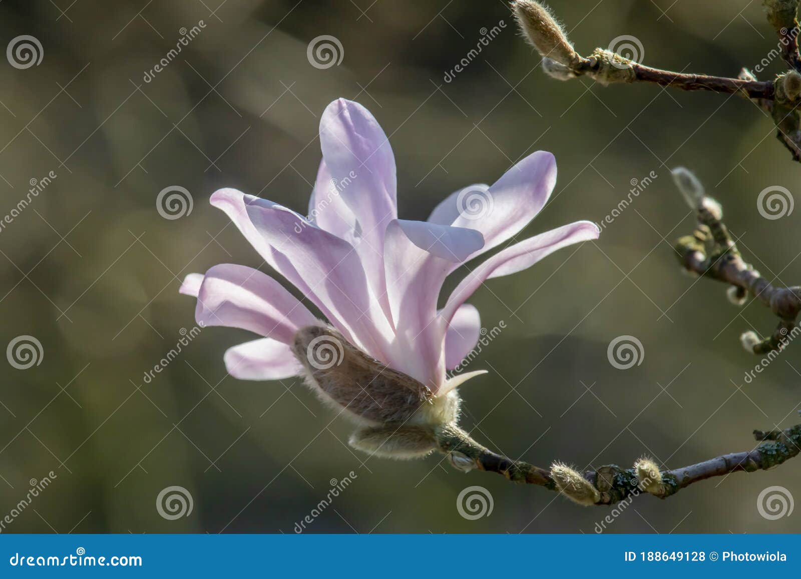 Beautiful Magnolia in an English Park Stock Photo - Image of leaf ...