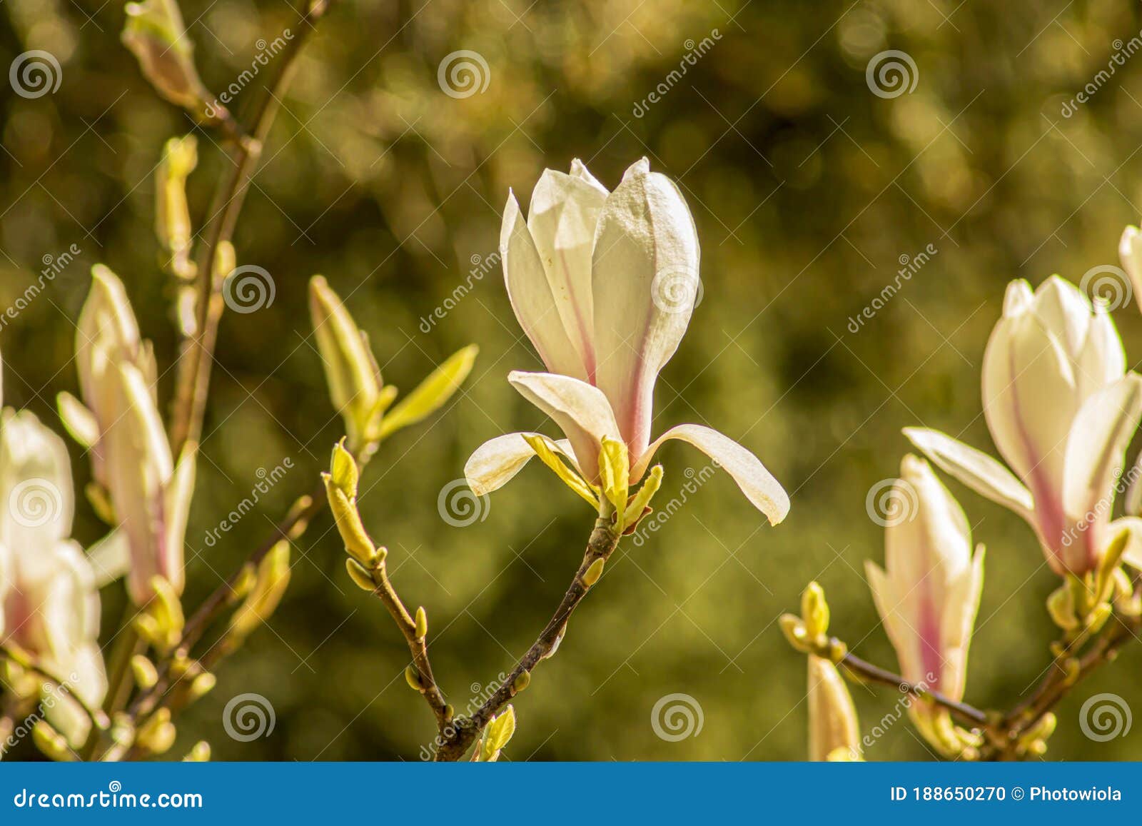 Beautiful Magnolia in an English Park Stock Photo - Image of botany ...