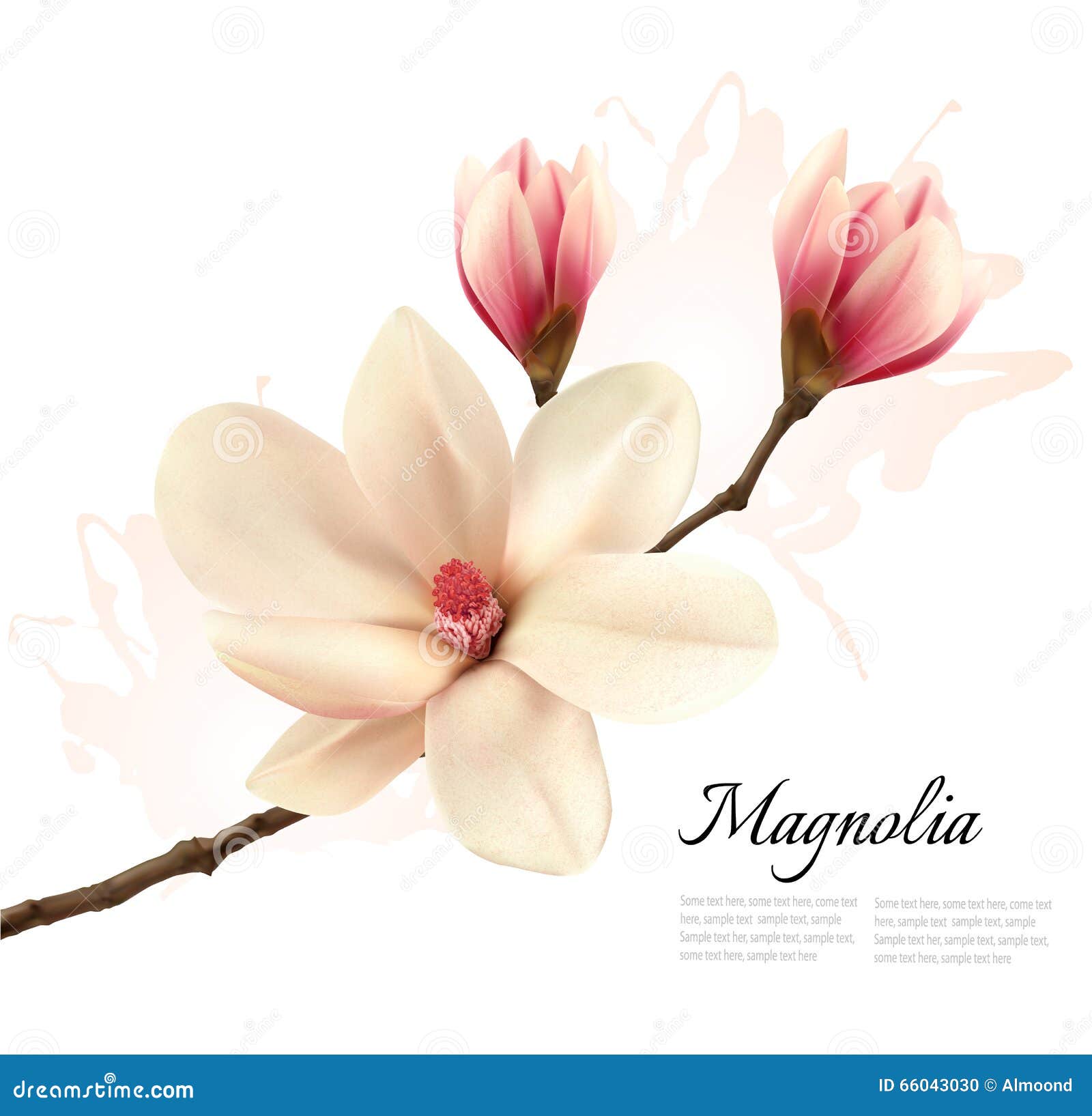 Beautiful Magnolia Flower Background Stock Illustrations – 7,151 ...
