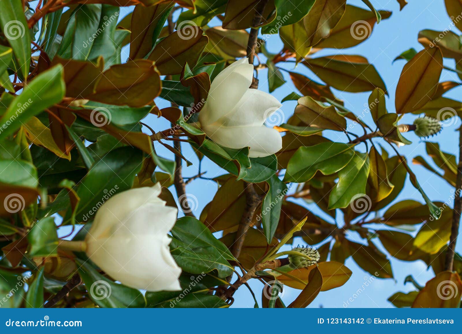Beautiful Magnolia Flowers on Blue Sky Background Stock Photo - Image ...