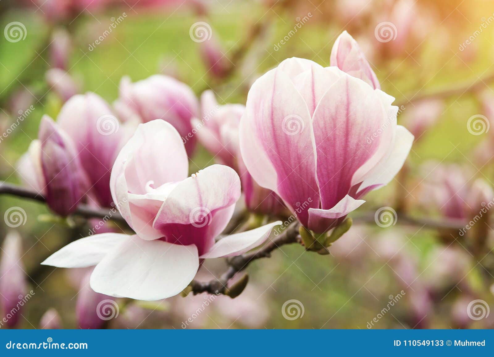 Beautiful Magnolia Tree in Spring. Stock Image - Image of leaf, flower ...