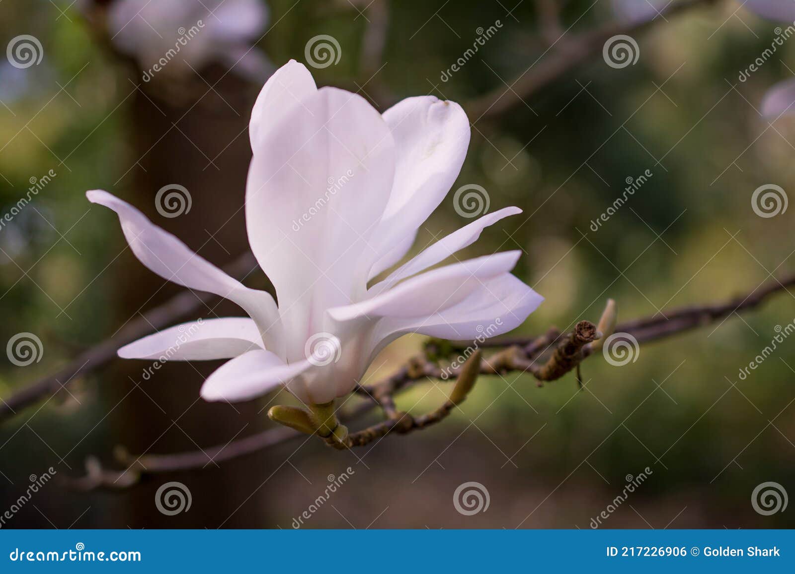 Beautiful Magnolia Trees in Bloom with Beautiful Big Flowers Stock ...