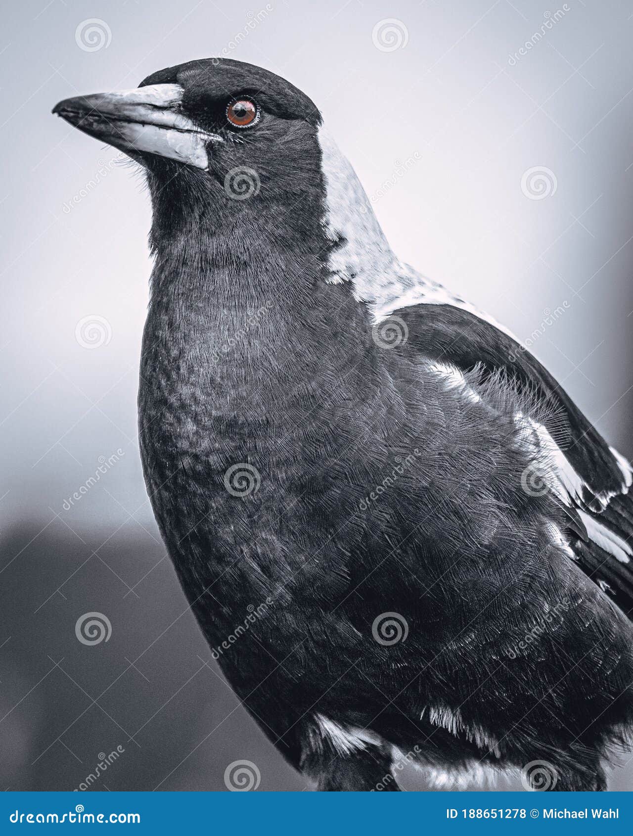 Beautiful Magpie Poses stock photo. Image of beak, beautiful - 188651278