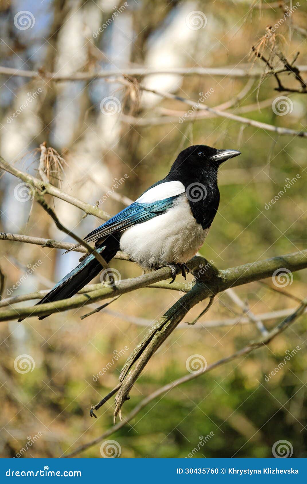 Beautiful stock photo. Image of fauna, passerine, feather - 30435760