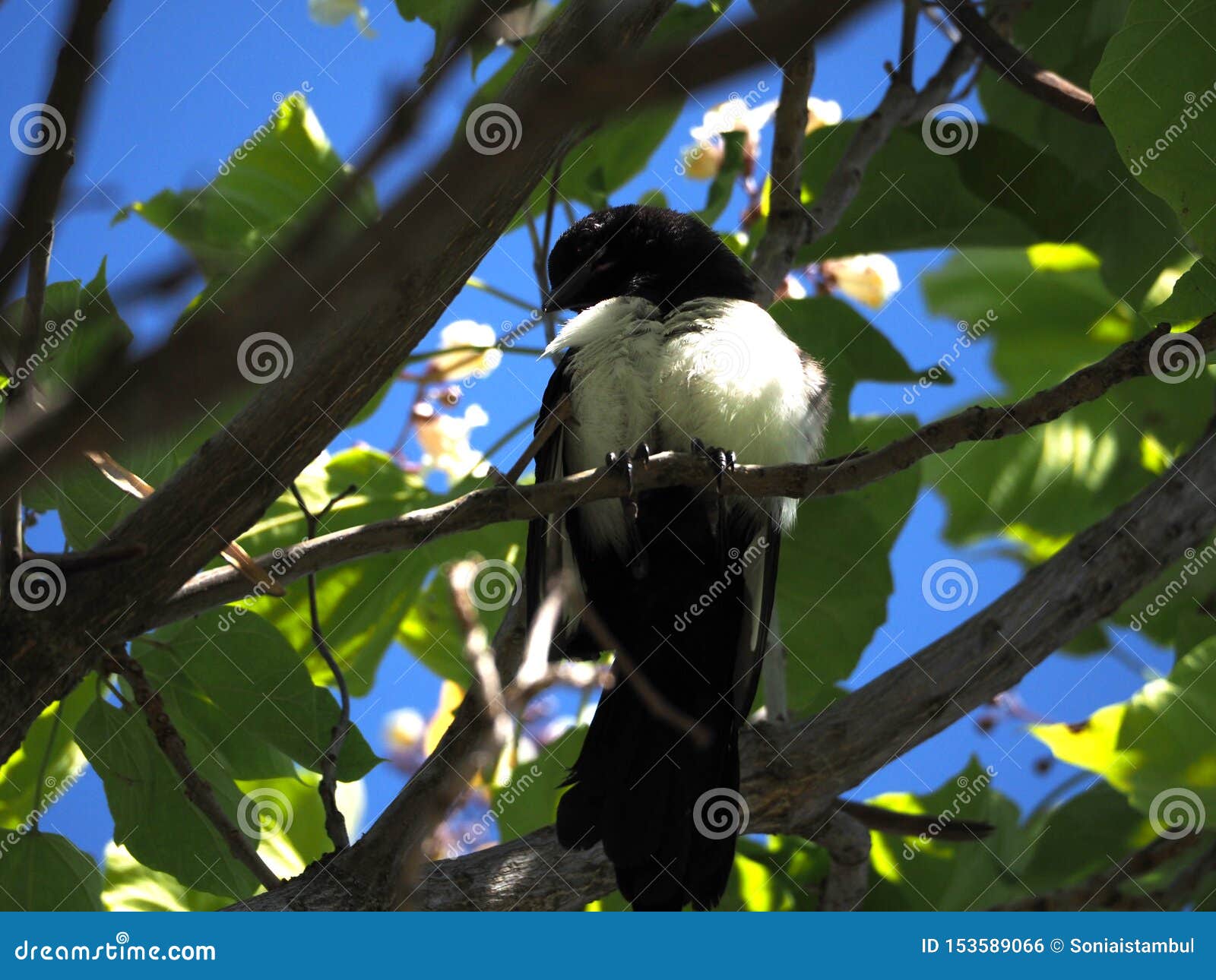 A Beautiful Magpie on a Tree Stock Photo - Image of natural, poultry ...