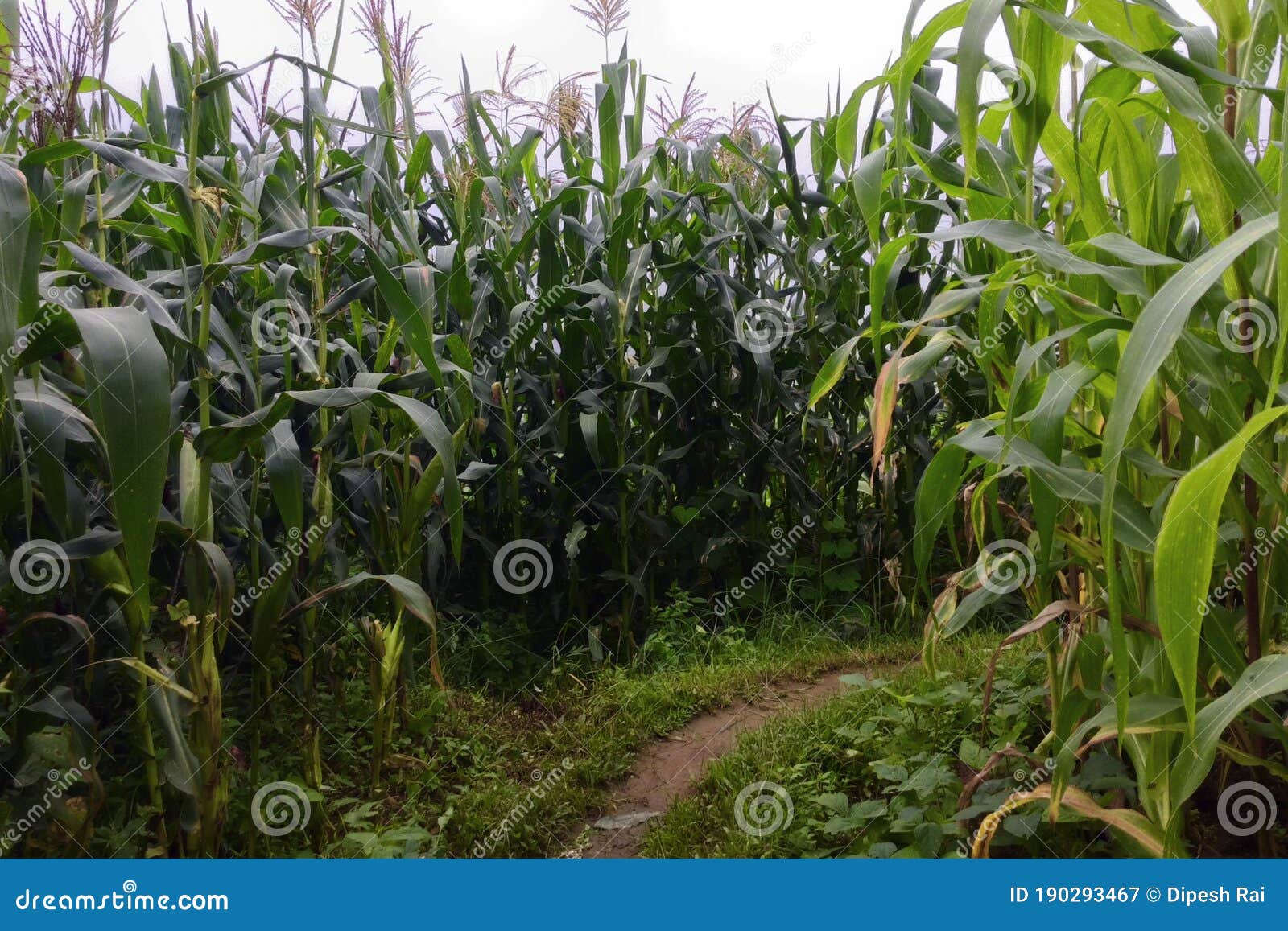 Beautiful Maize Farm of Farmer and Small Tiny Off Road Stock Image ...