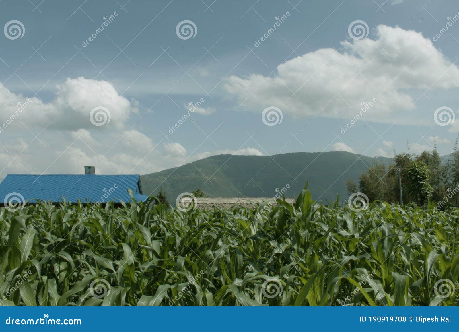 Beautiful Maize Little Plant In Nepal Of Local Village Maize Farm Stock ...
