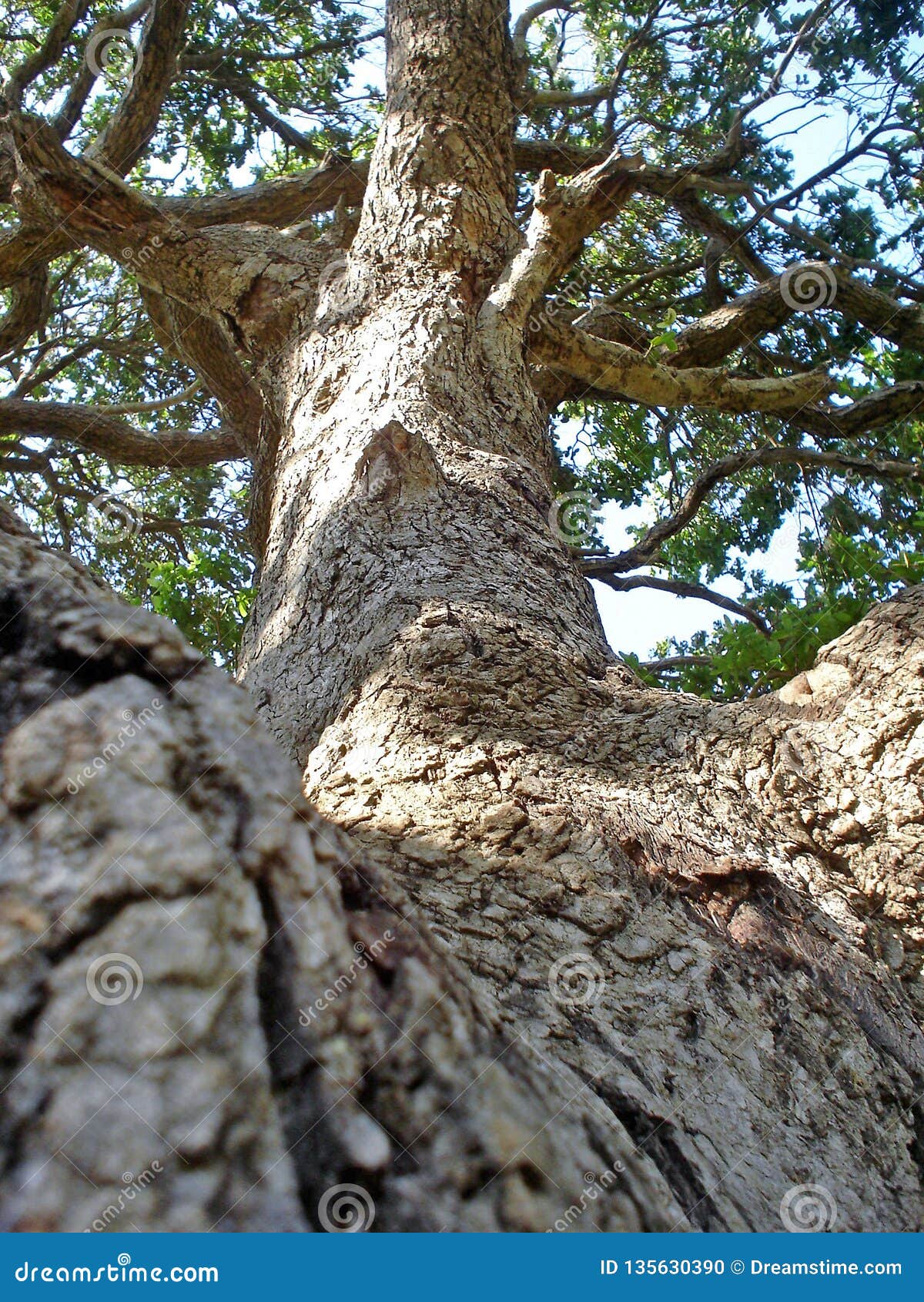 Beautiful Majestic African Tree from a Different Point of View Stock ...