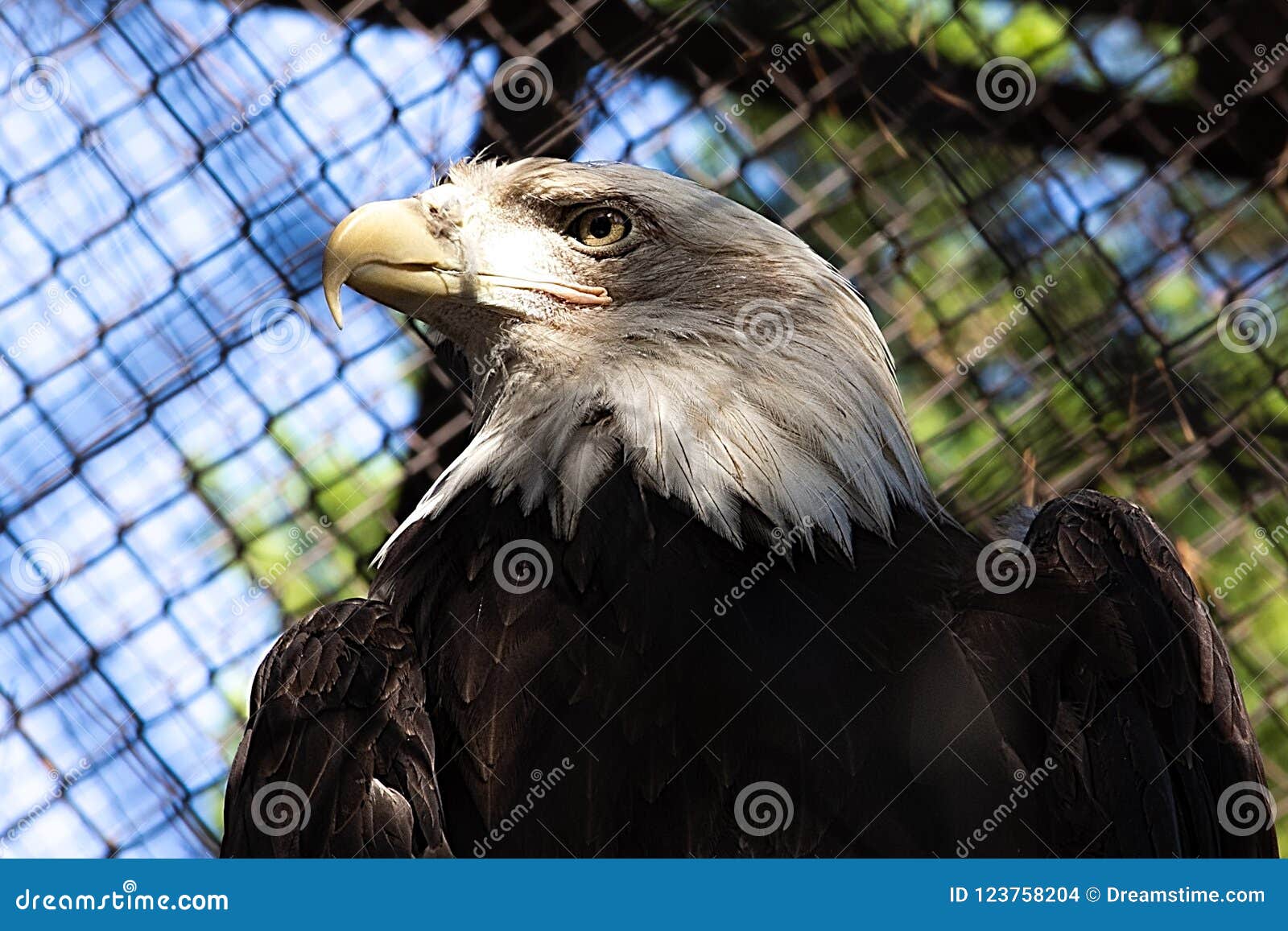 Eagle In A Cage. Sad Eagle. Sad Hawk. Sad Bird. Sadness. Eagle In Cage ...