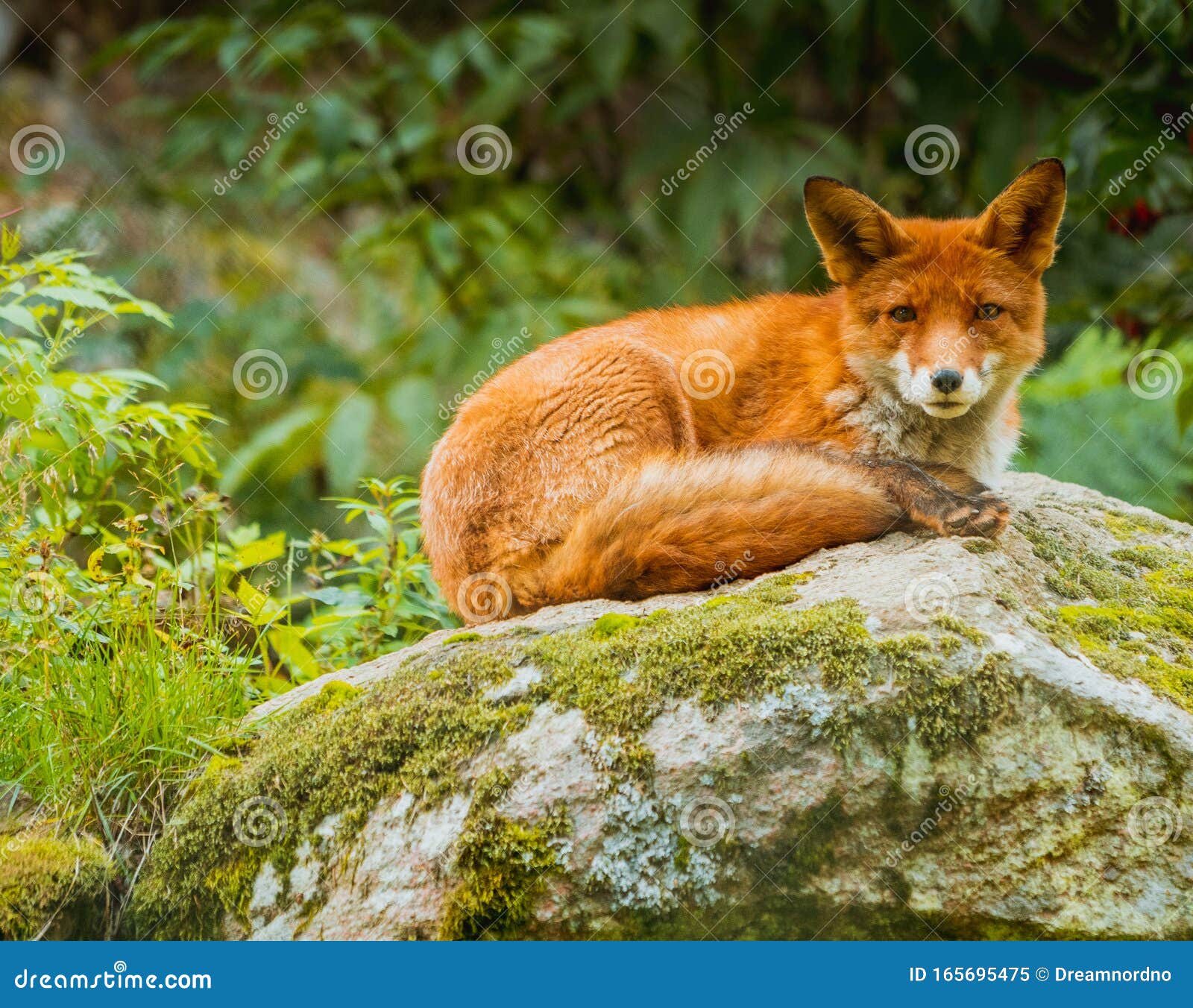 Beautiful Majestic Fox on the Rock by the Clearing Stock Image - Image ...