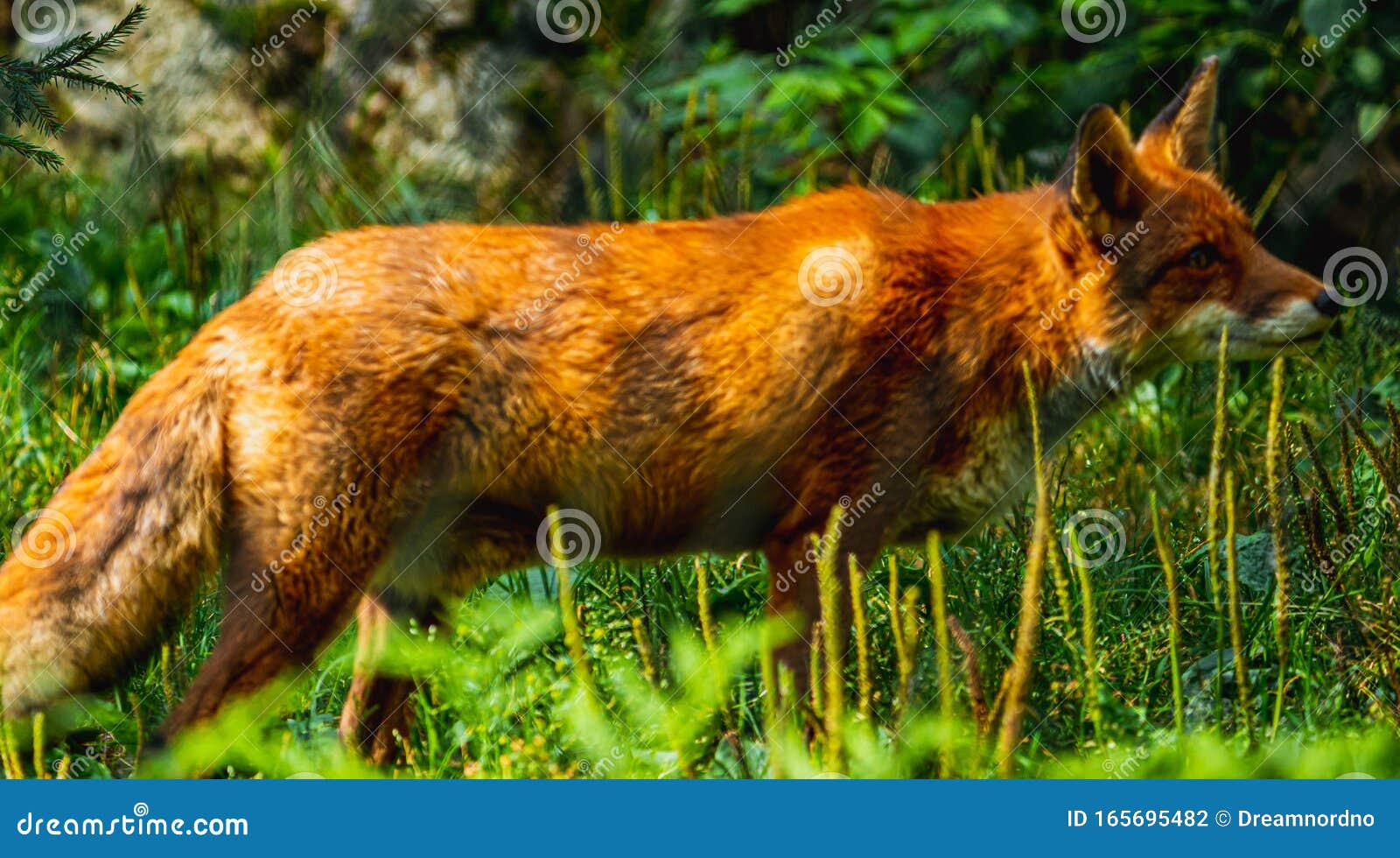 Beautiful Majestic Fox on the Rock by the Clearing Stock Photo - Image ...