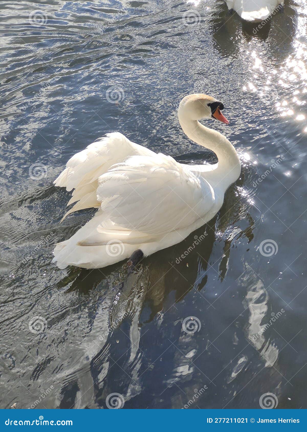 Beautiful Majestic Couple Giraffes Kruger National Park Safari South ...